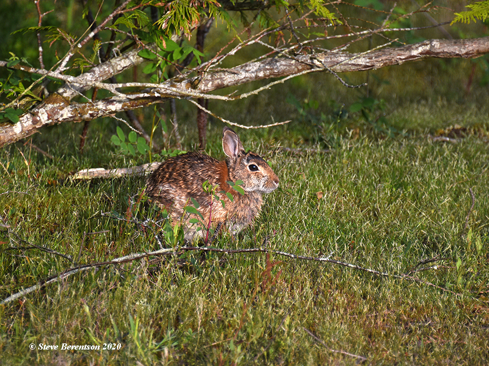 Beach bunnies - In the News - Anacortes Today