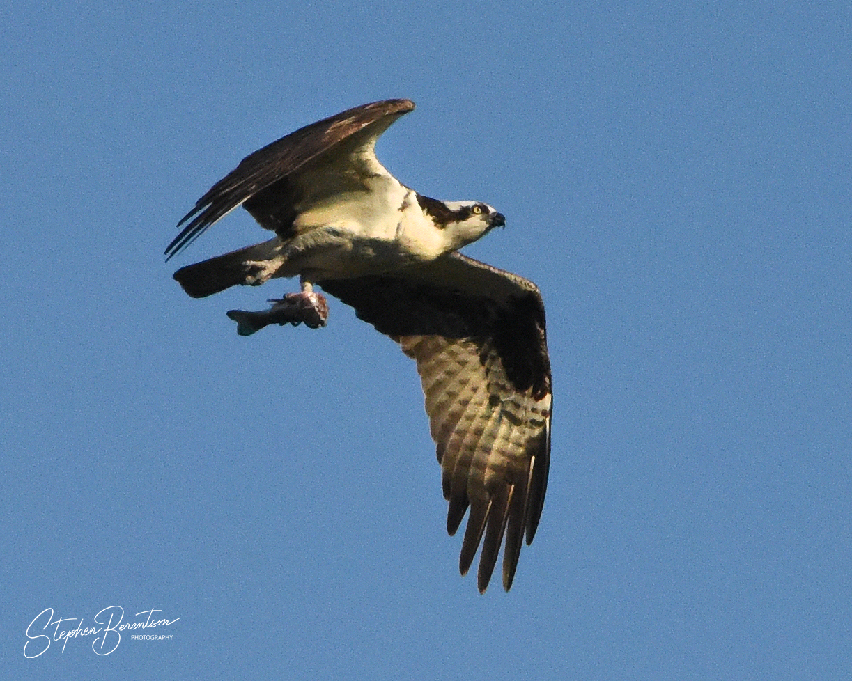 Seahawk flies over Seahawks - In the News - Anacortes Today