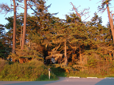 West Beach treeline - Photo Gallery - Anacortes Today